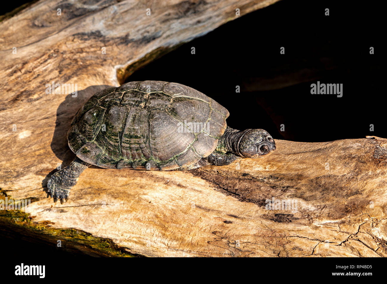 Turtle foot hi-res stock photography and images - Alamy