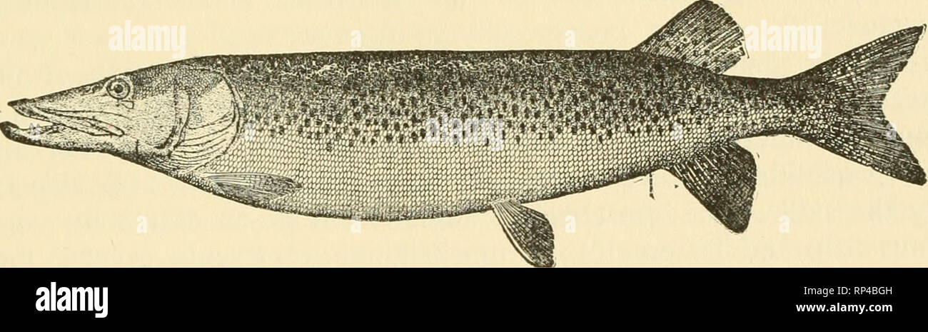 . American food and game fishes : a popular account of all the species ...