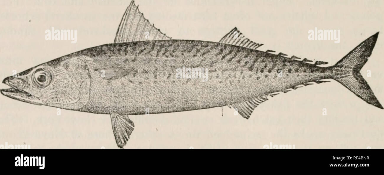 Atlantic chub mackerel hi-res stock photography and images - Alamy