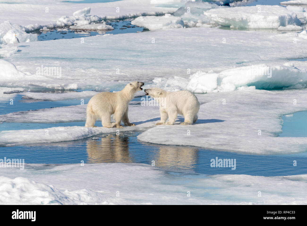 Two young wild polar bear cubs playing on pack ice in Arctic sea, north ...
