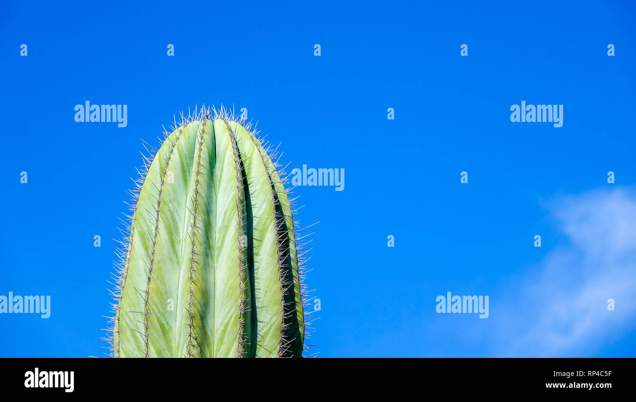 Lanzarote cactus blue sky hi-res stock photography and images - Alamy