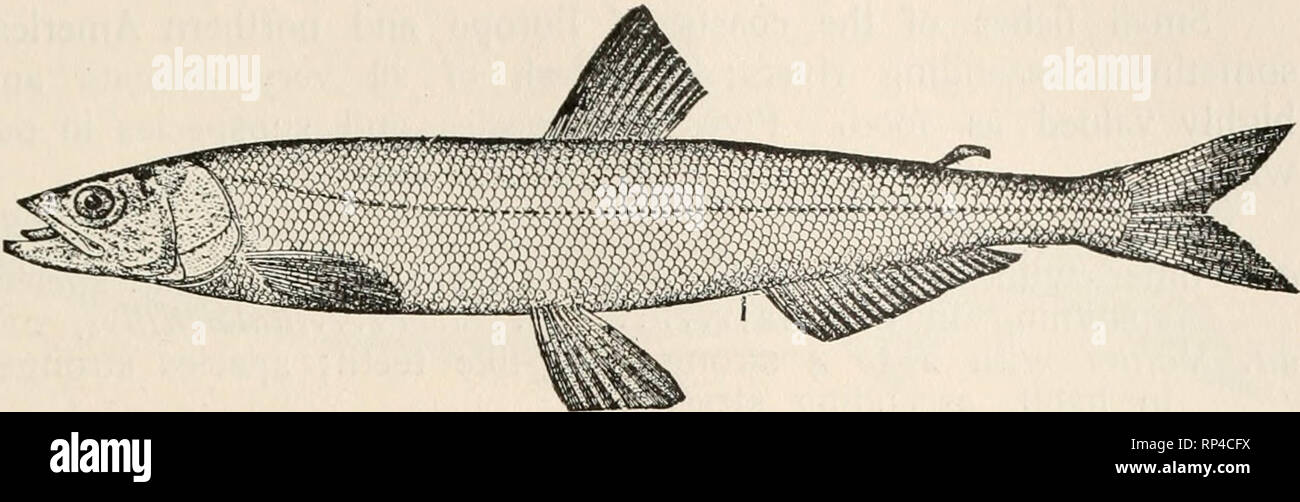 Eulachon oil hi-res stock photography and images - Alamy