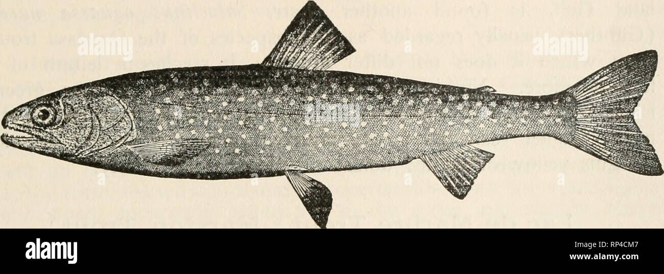 Blueback Trout