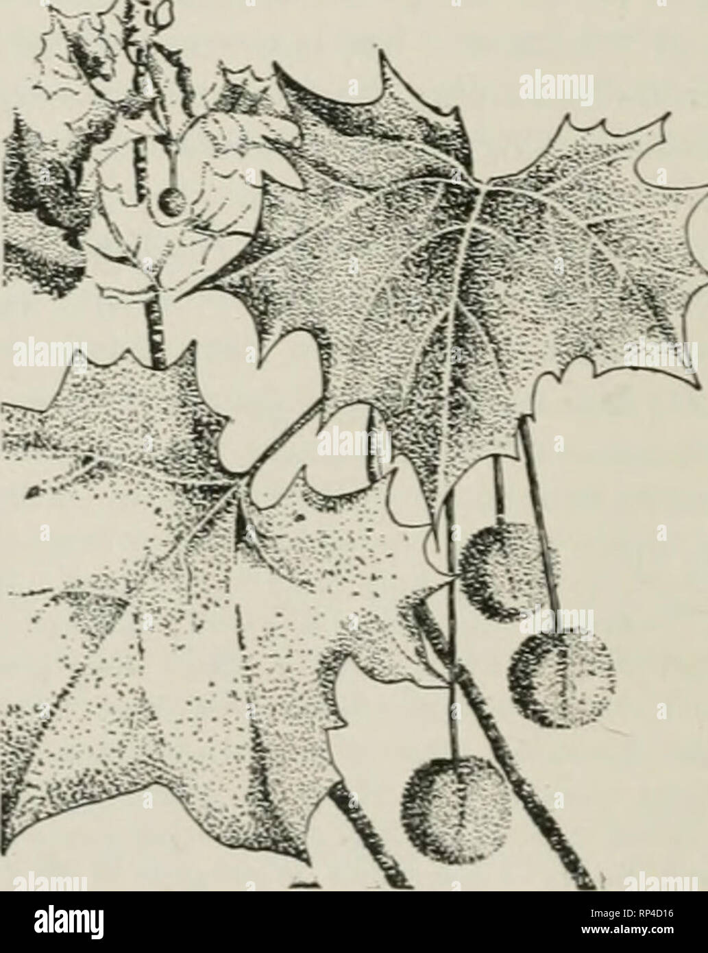 Misshaped trees hi-res stock photography and images - Alamy