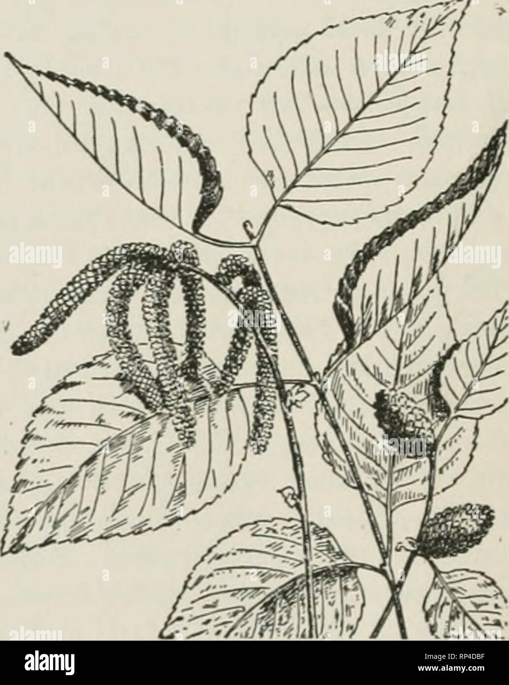 . American forest trees, by Henry H. Gibson;. Trees; Timber. 568 ...