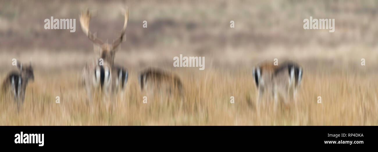 Abstract of deer Butts Stock Photo - Alamy
