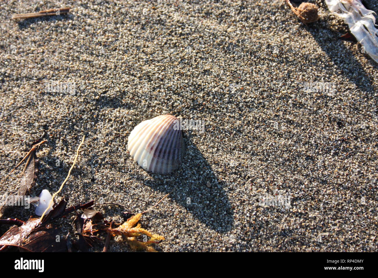 a single shell on the beach Stock Photo - Alamy
