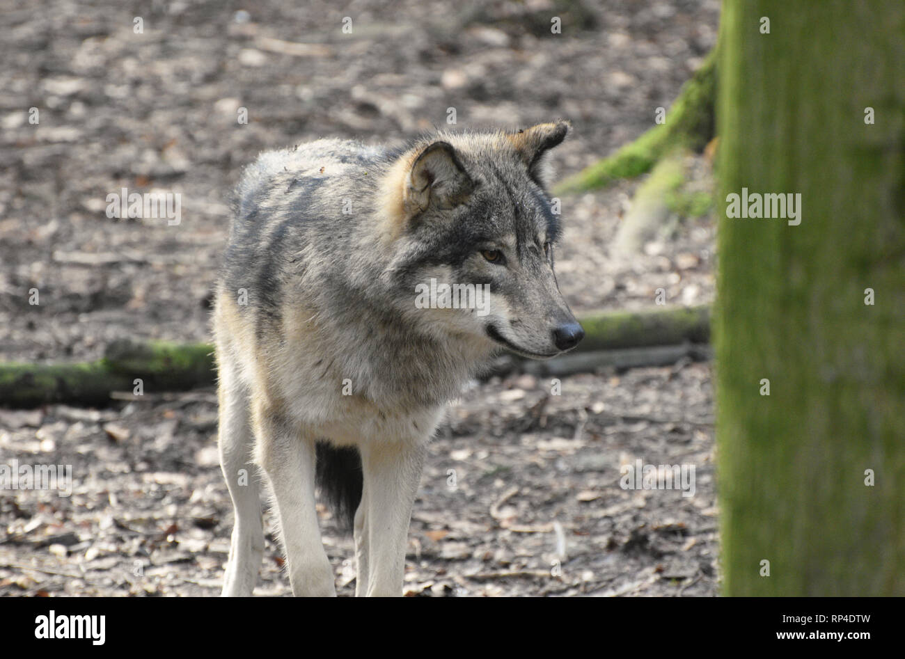 Eurasian / Grey Wolf Stock Photo - Alamy