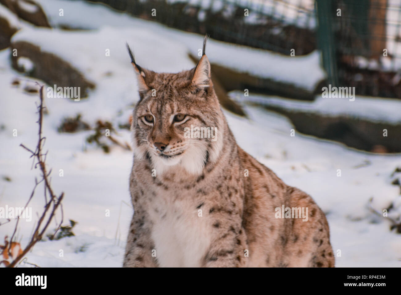lynx in snowy winter landscape, lynx enclosure near Rabenklippe, Bad ...