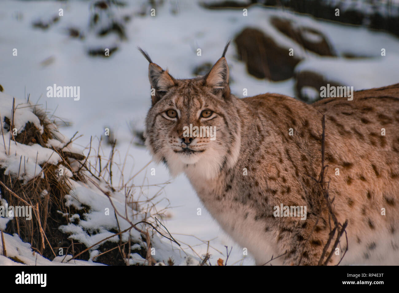 lynx in snowy winter landscape, lynx enclosure near Rabenklippe, Bad ...