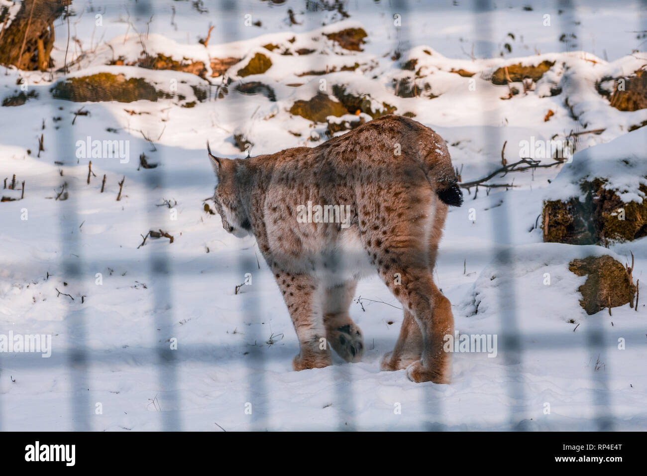 lynx in snowy winter landscape, lynx enclosure near Rabenklippe, Bad ...