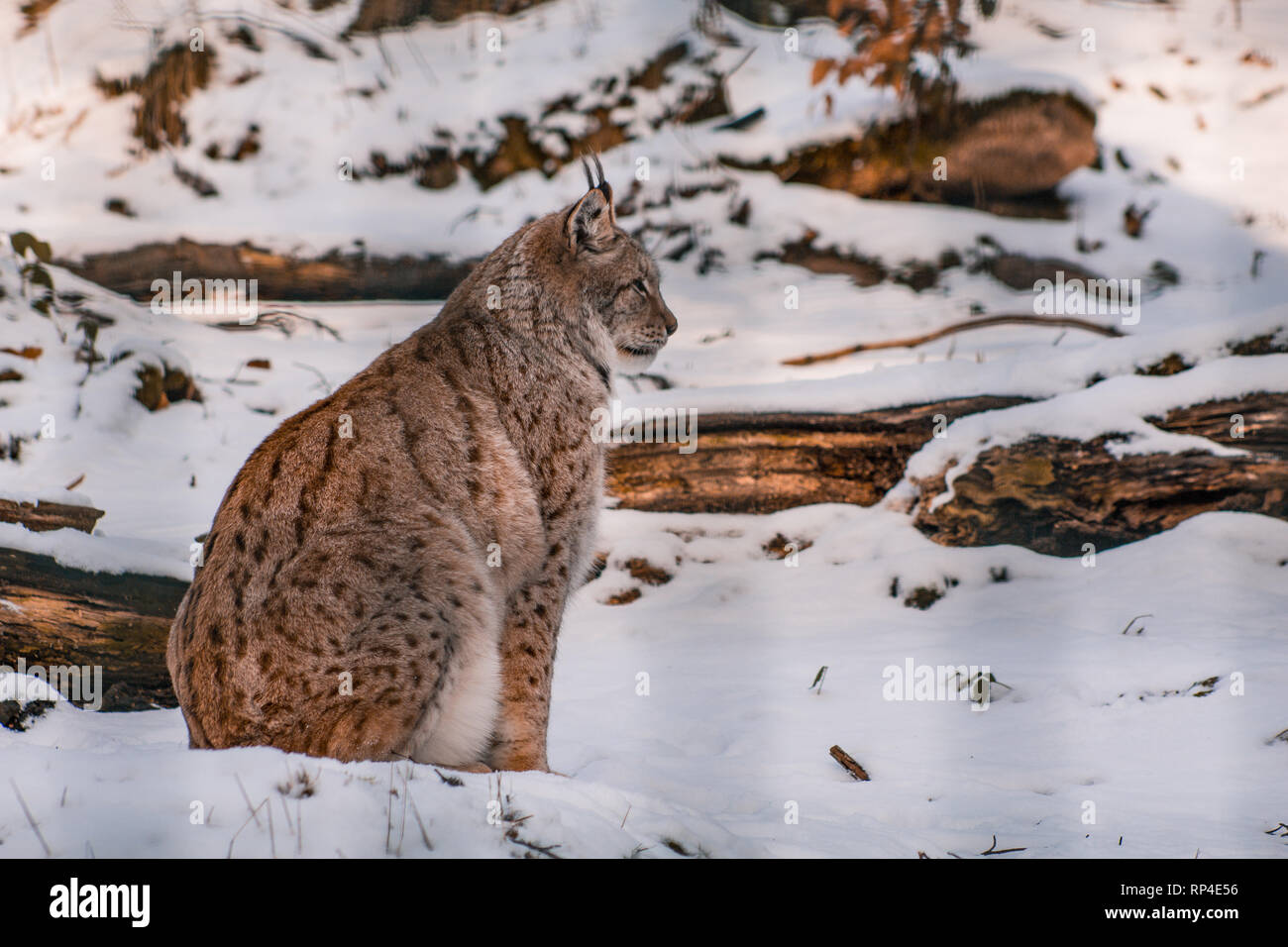 Lynx enclosure hi-res stock photography and images - Alamy
