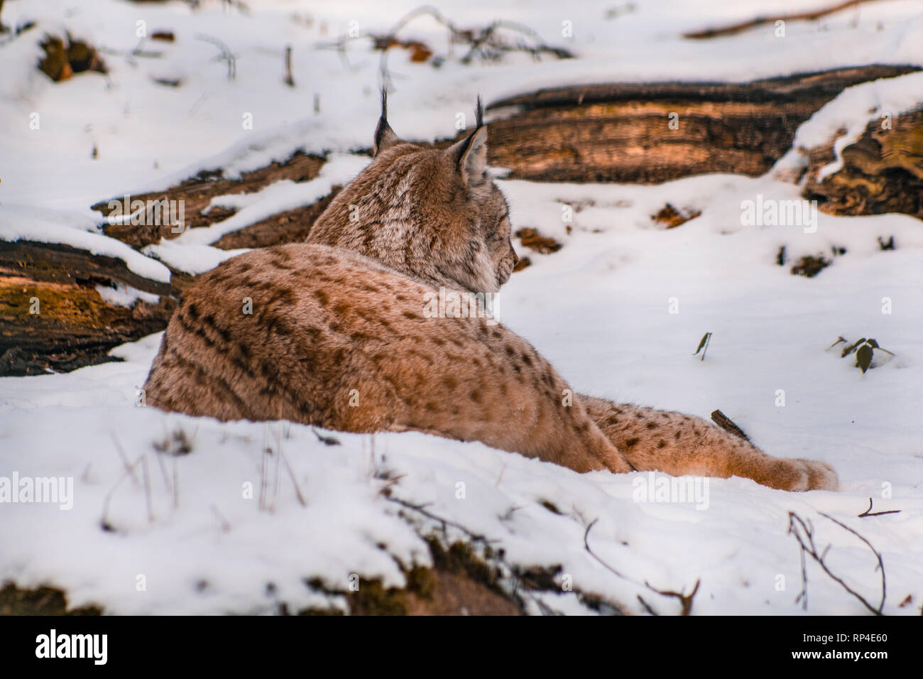 lynx in snowy winter landscape, lynx enclosure near Rabenklippe, Bad ...