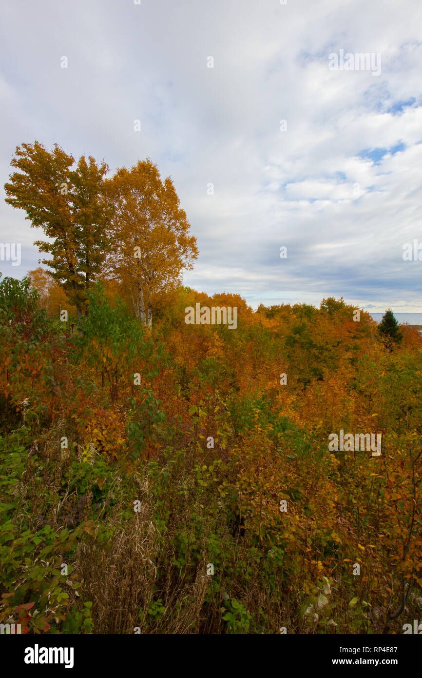 Upper Peninsula Forests in Autumn, Michigan Stock Photo - Alamy