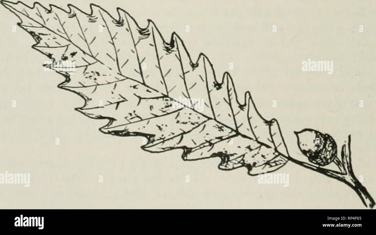 Gibson es 250 hi-res stock photography and images - Alamy