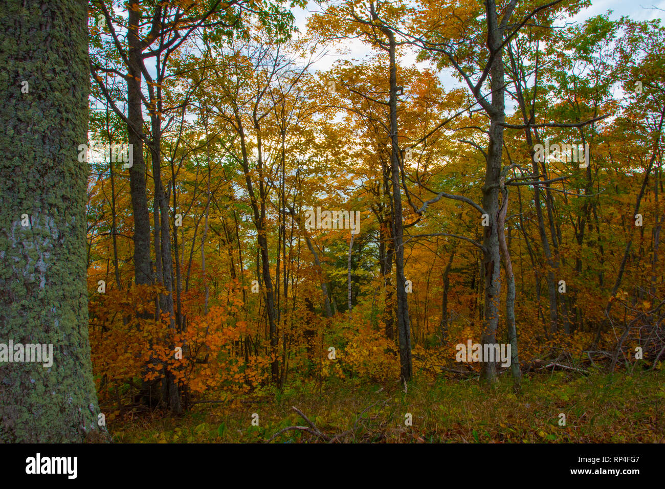 Upper Peninsula Forests in Autumn, Michigan Stock Photo - Alamy