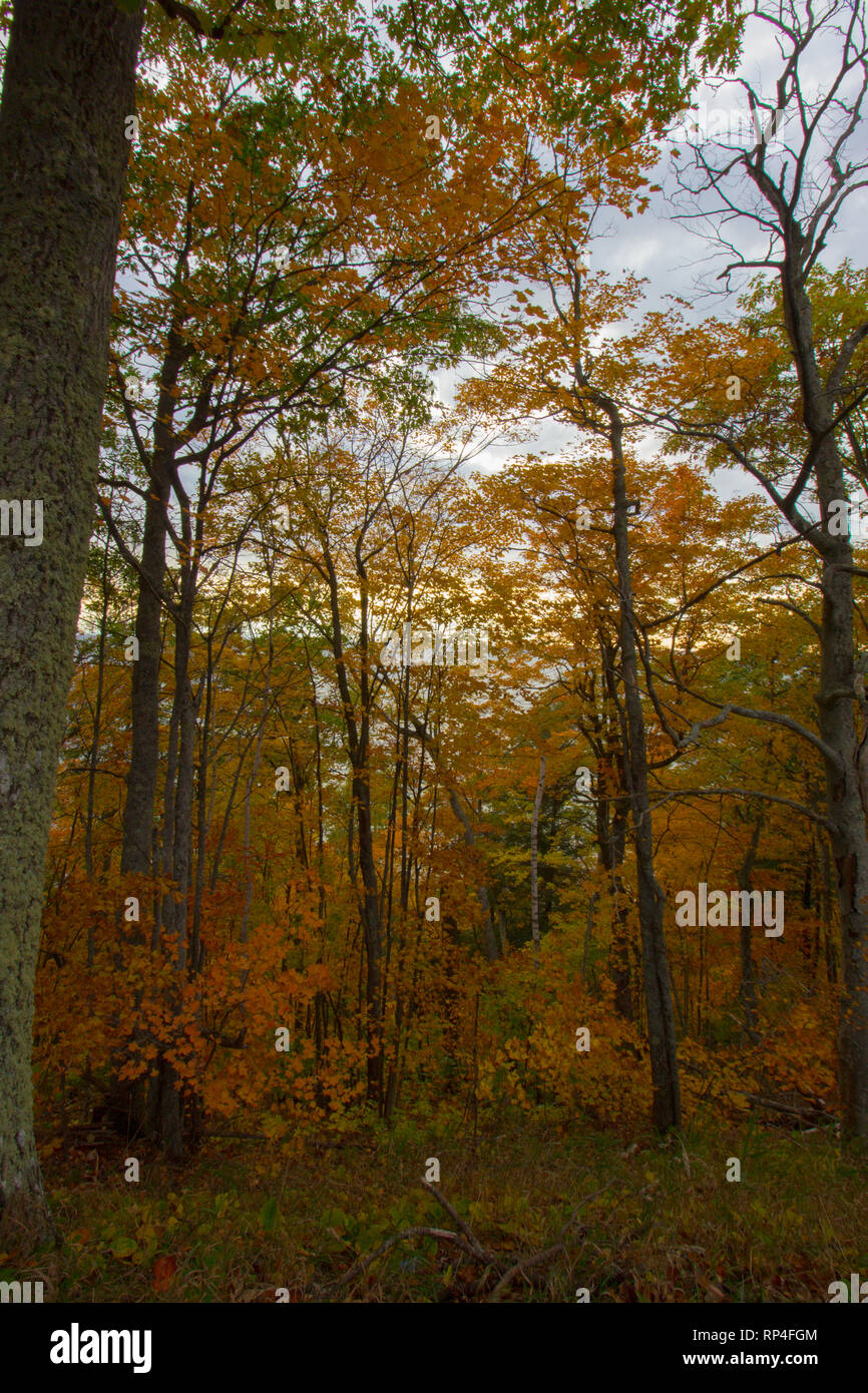 Upper Peninsula Forests in Autumn, Michigan Stock Photo - Alamy