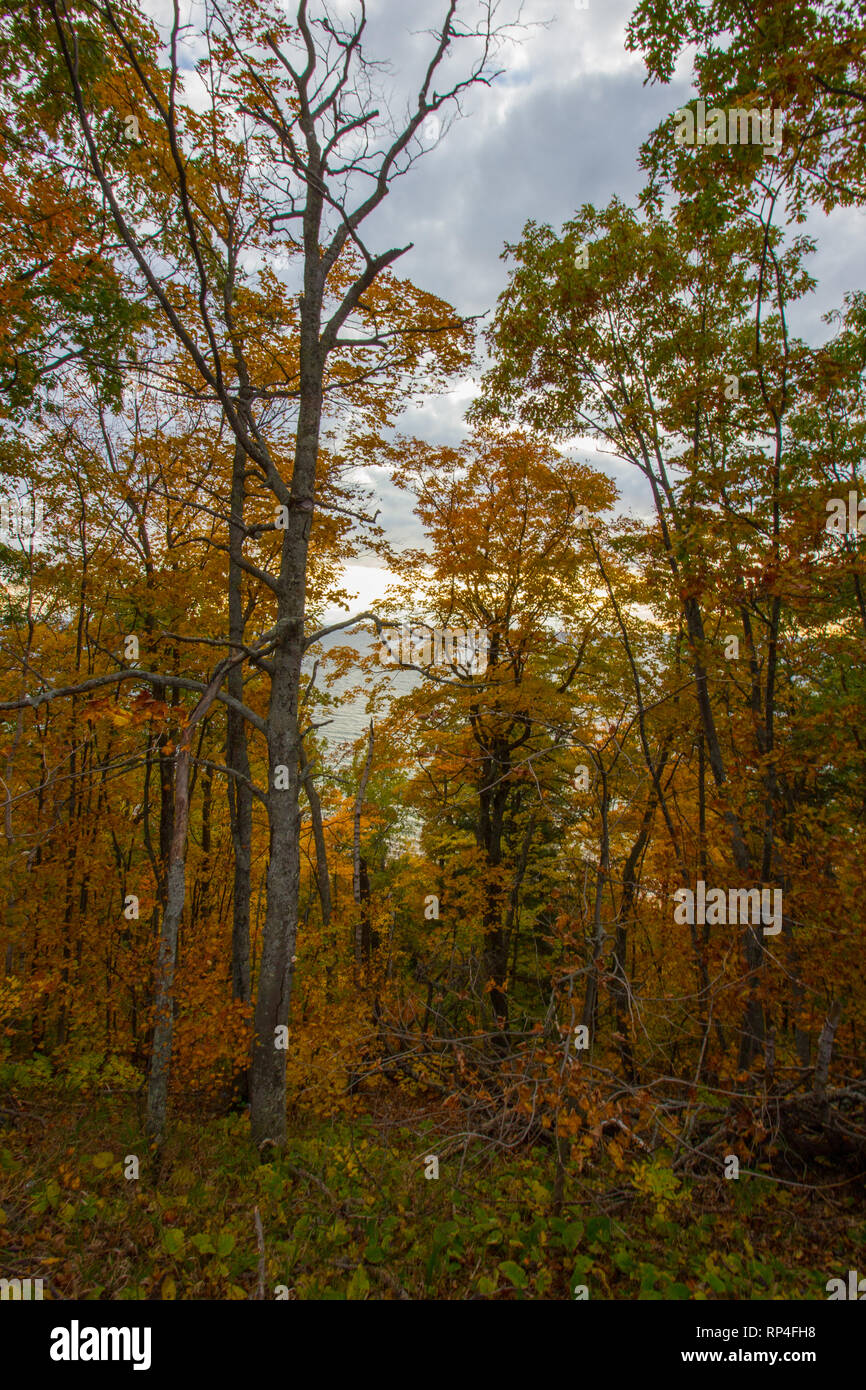 Upper Peninsula Forests in Autumn, Michigan Stock Photo - Alamy