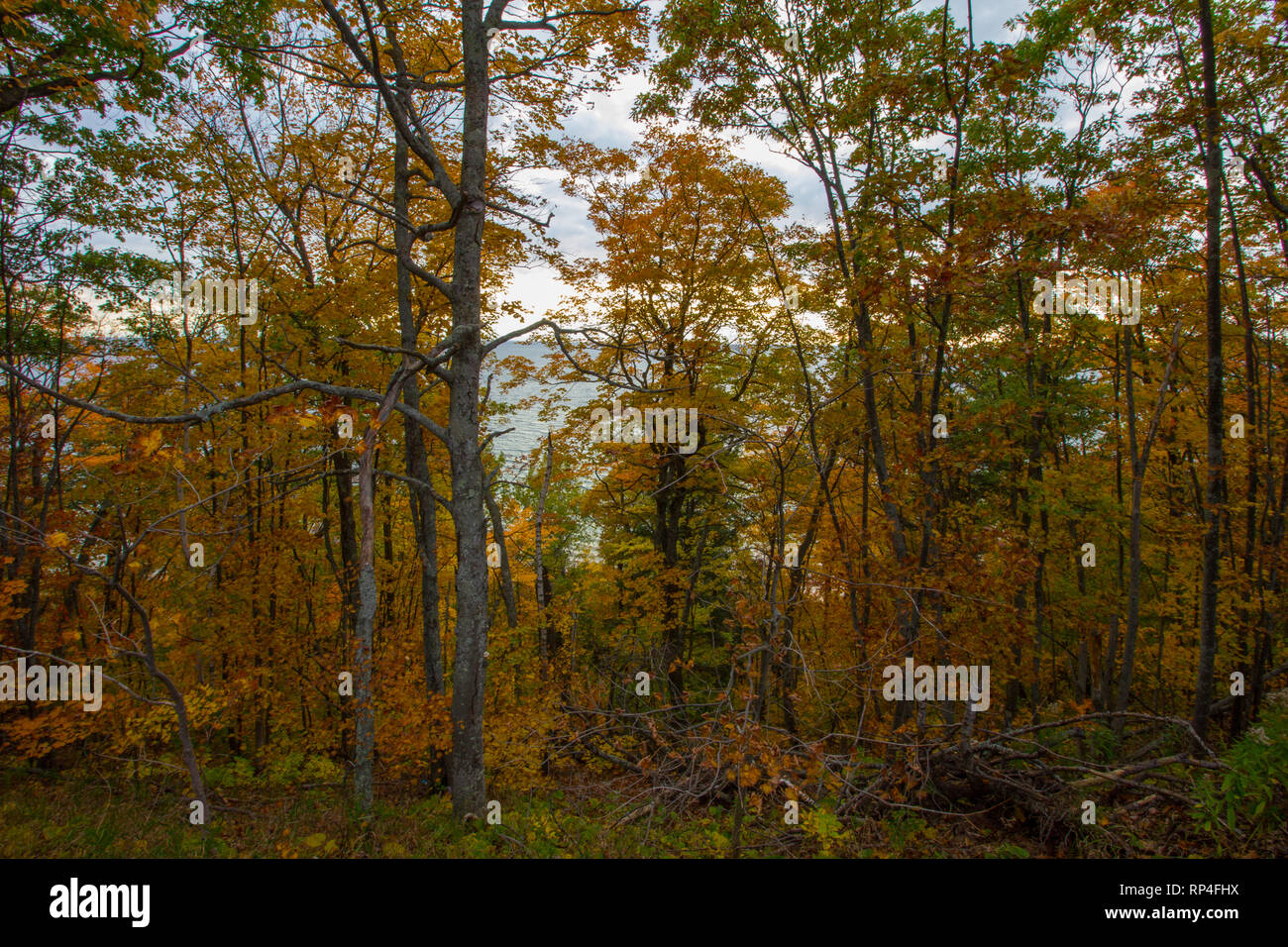 Upper Peninsula Forests in Autumn, Michigan Stock Photo - Alamy