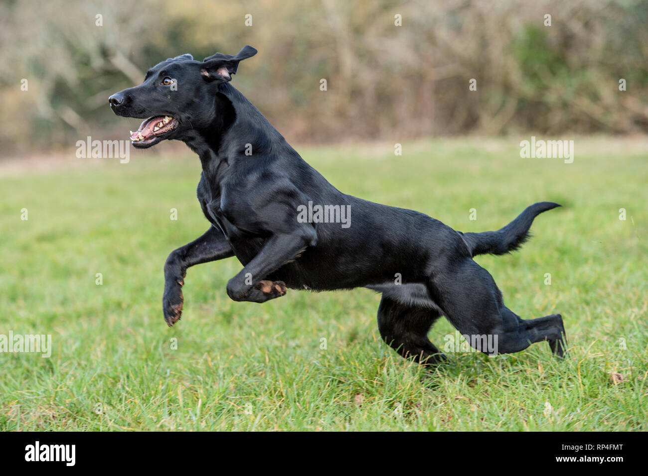 Black labrador retriever playing hi-res stock photography and images ...