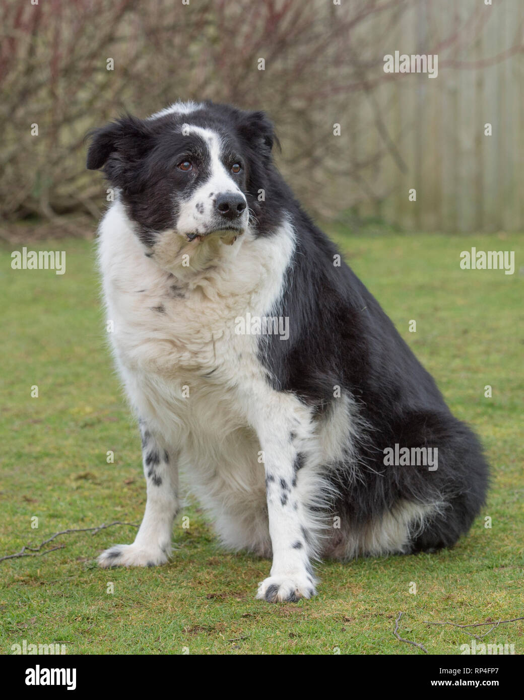 Fat Obese Overweight Dog High Resolution Stock Photography and Images ...