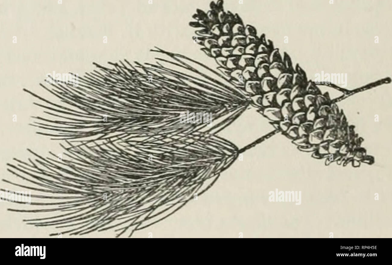 Pinon Tree Coloring Pages