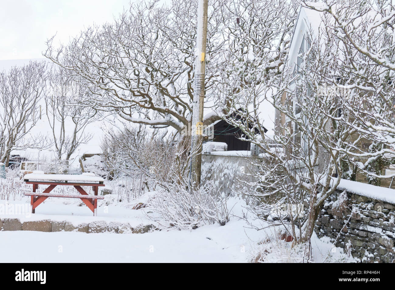 Fresh snow on garden with trees Stock Photo - Alamy