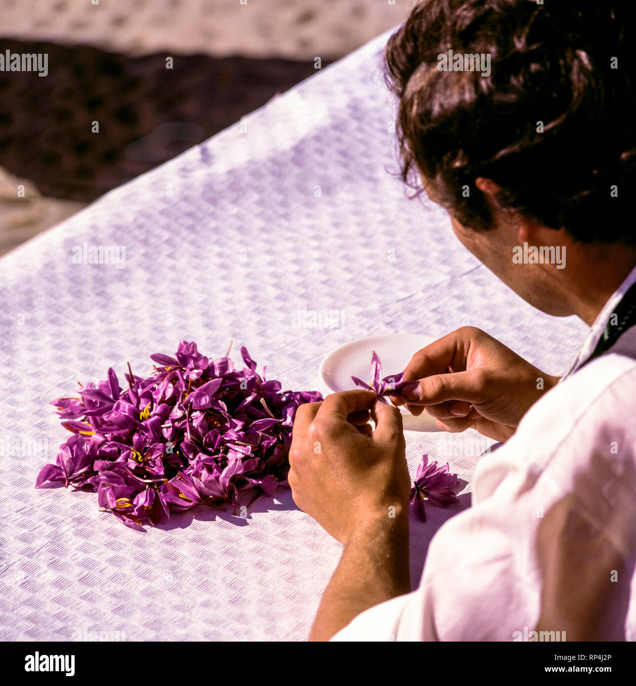 Working on Saffron Roses. Consuegra (Toledo) Spain Stock Photo - Alamy