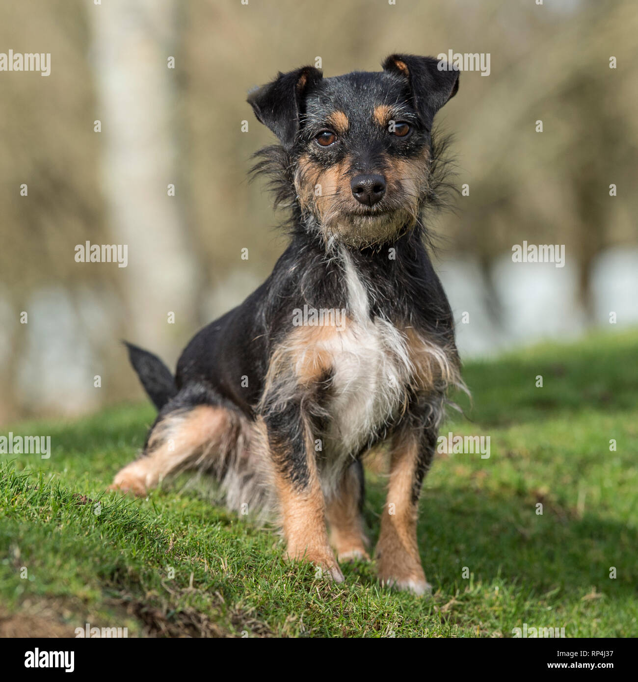 jack russell terrier tri colour Stock Photo - Alamy