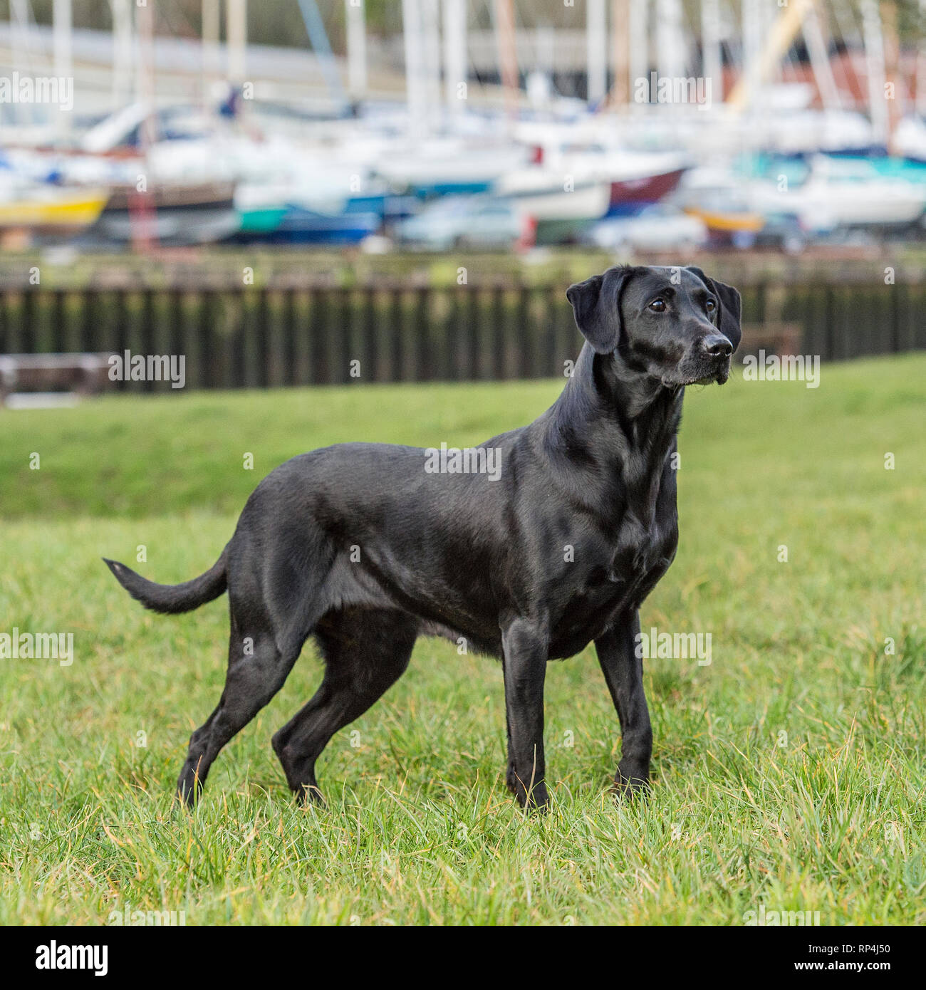 Breed of labrador retriever hi-res stock photography and images - Alamy