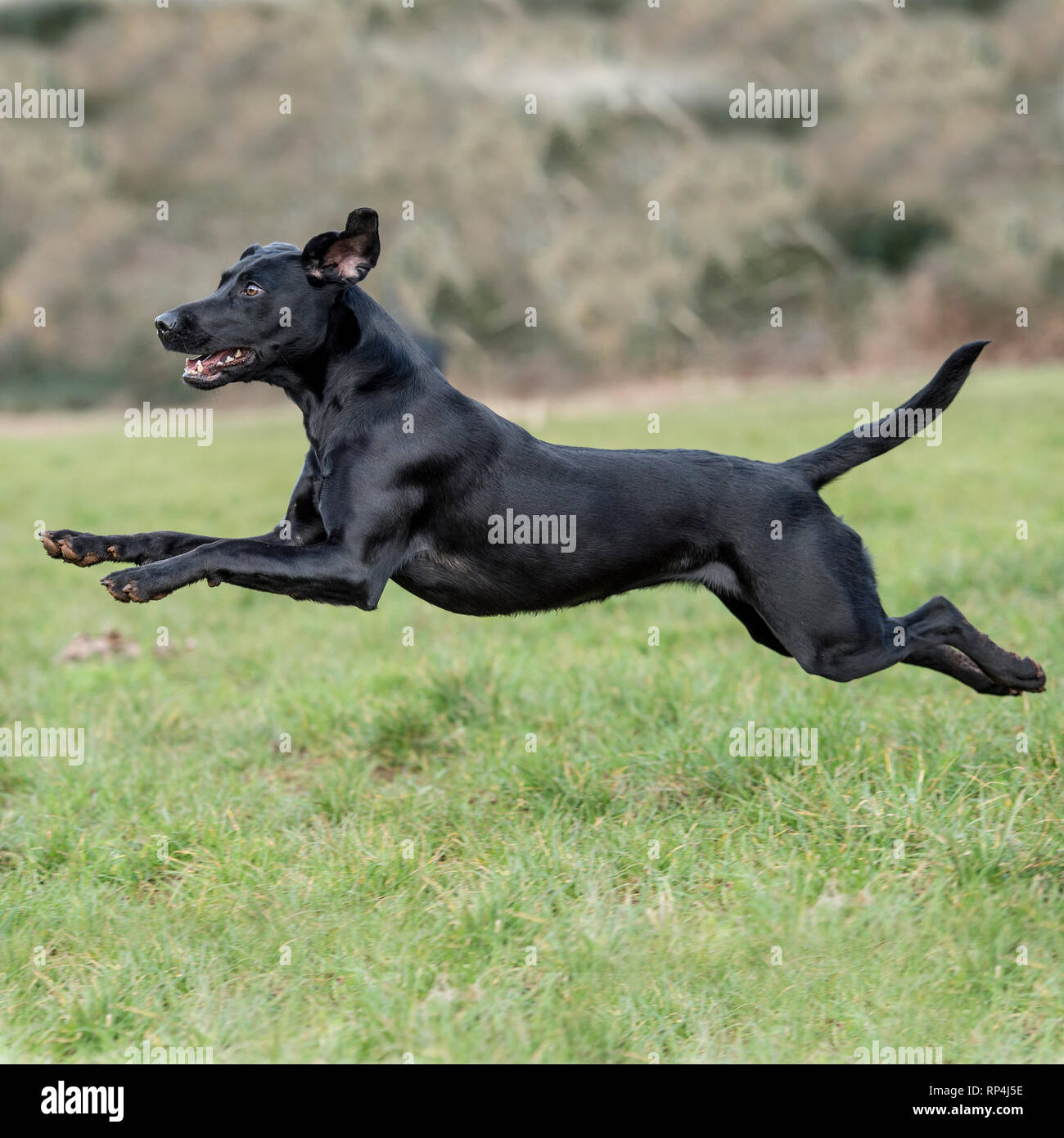 Labrador retriever black side profile hi-res stock photography and ...