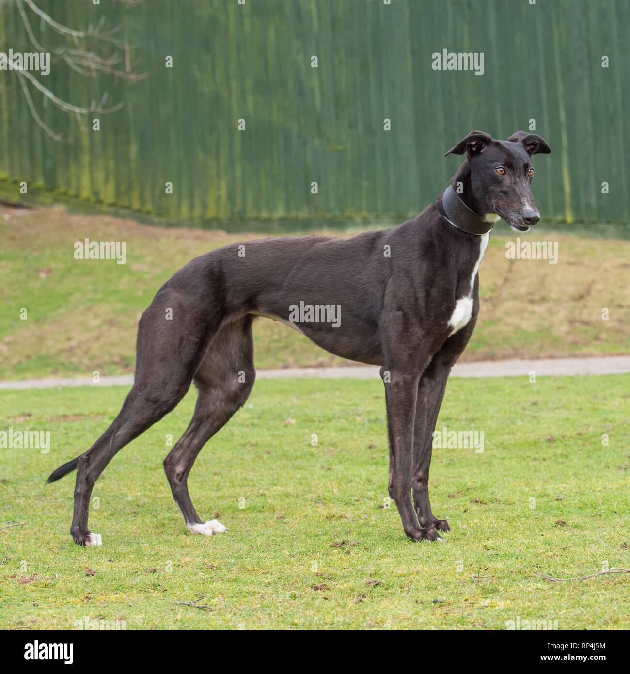 greyhound Stock Photo - Alamy