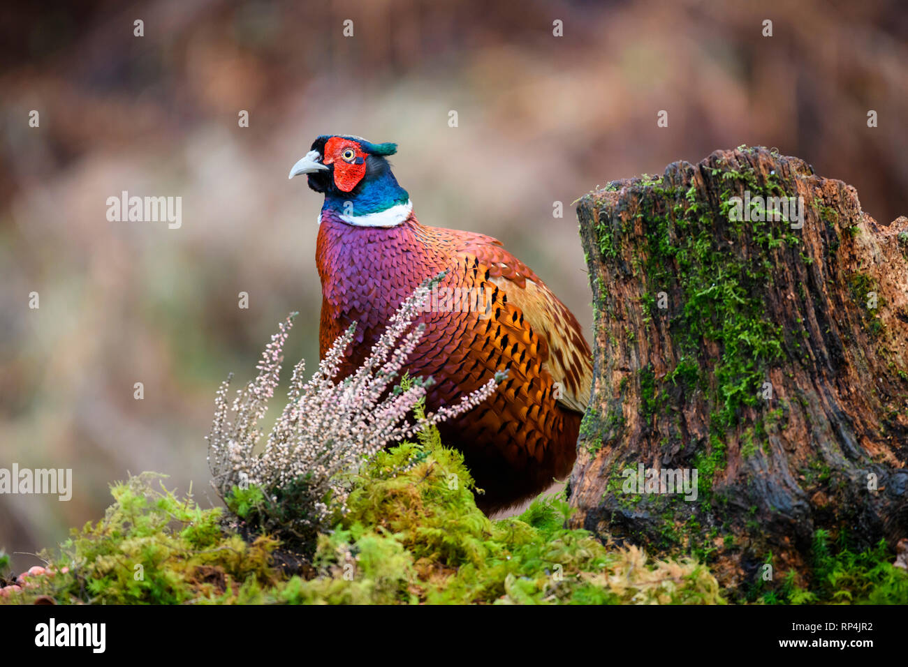Pheasant scotland hi-res stock photography and images - Alamy