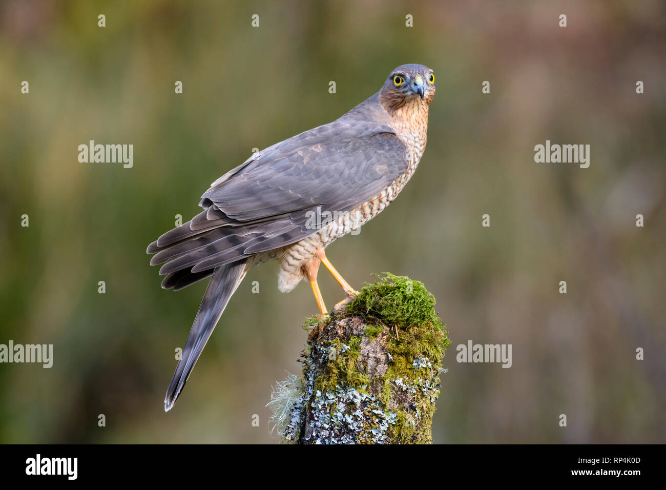 Sparrowhawk, Accipiter nisus, Dumfries & Galloway, Scotland Stock Photo ...