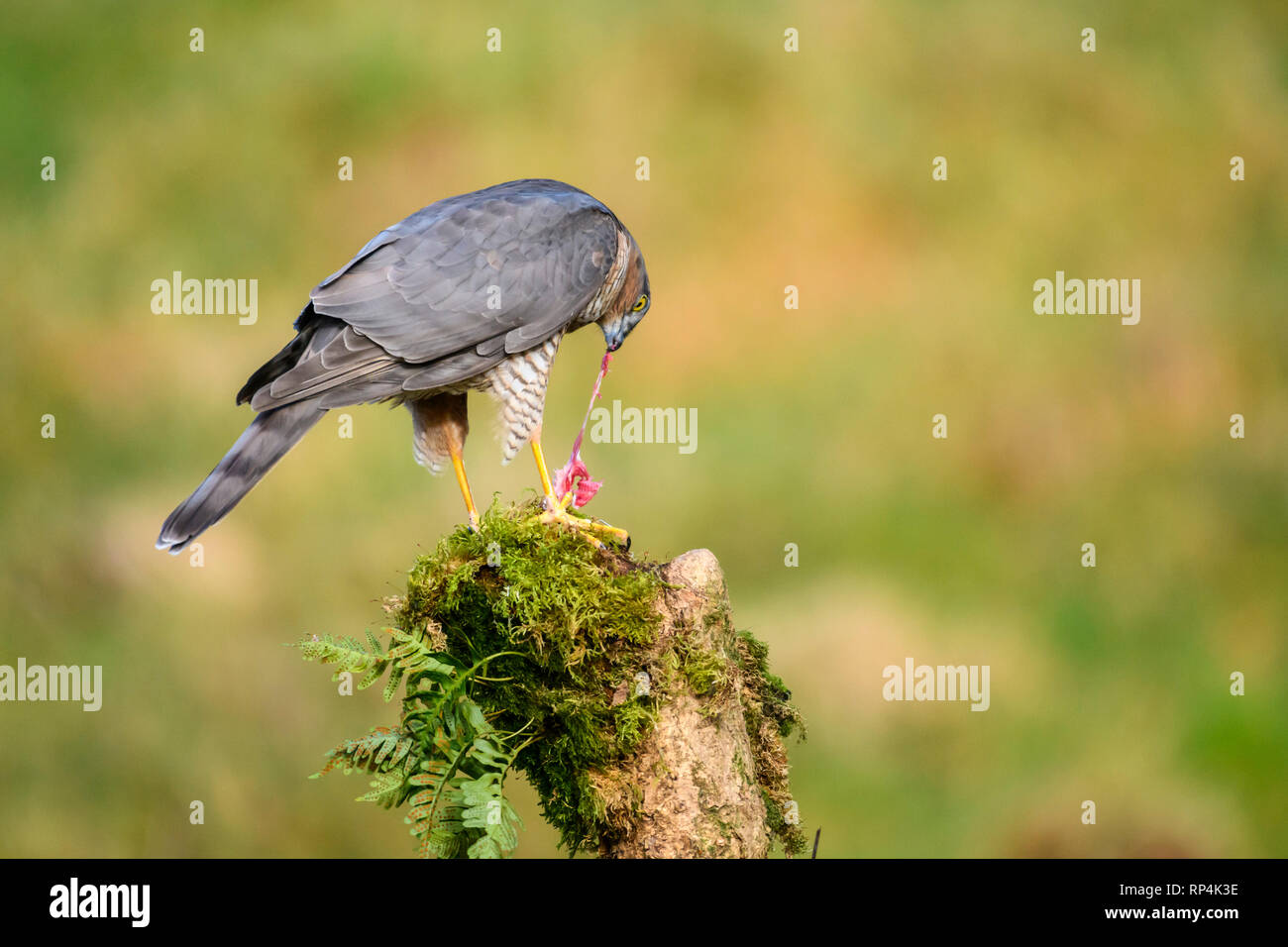 Sparrowhawk hi-res stock photography and images - Alamy