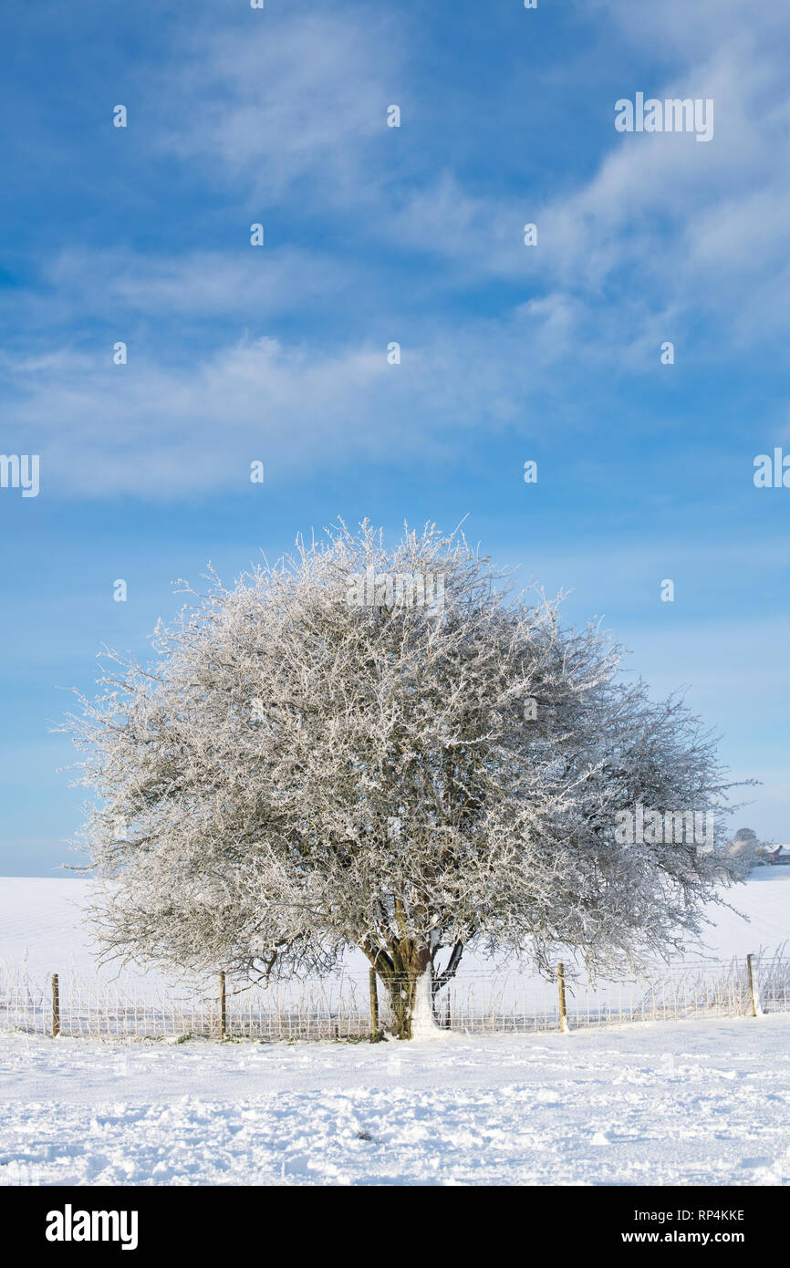 Hawthorn tree britain hi-res stock photography and images - Alamy