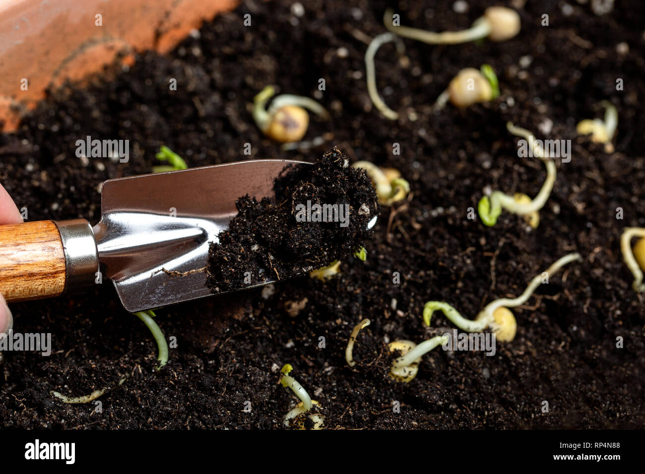 Planting sprouted peas in the ground. Young sprout Stock Photo - Alamy