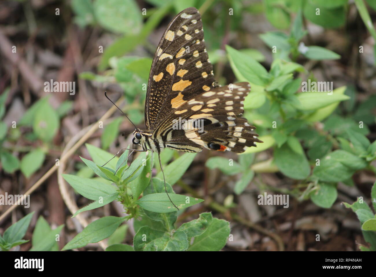 Citrus Swallowtail (Papilio demodocus) in the coastal bush of Diani ...