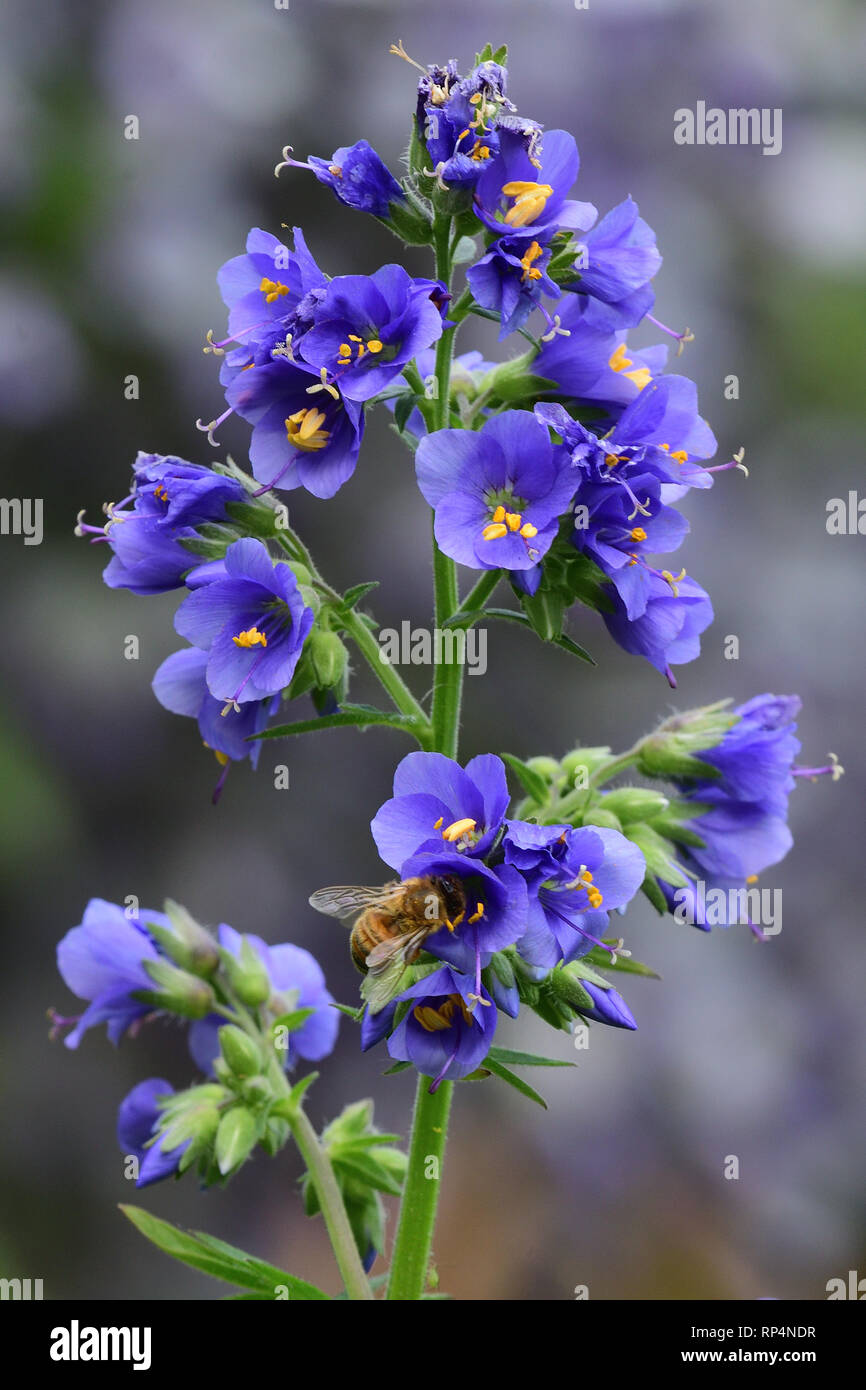 Close up of a Polemonium caeruleum flower (Jacobs ladder) in bloom ...