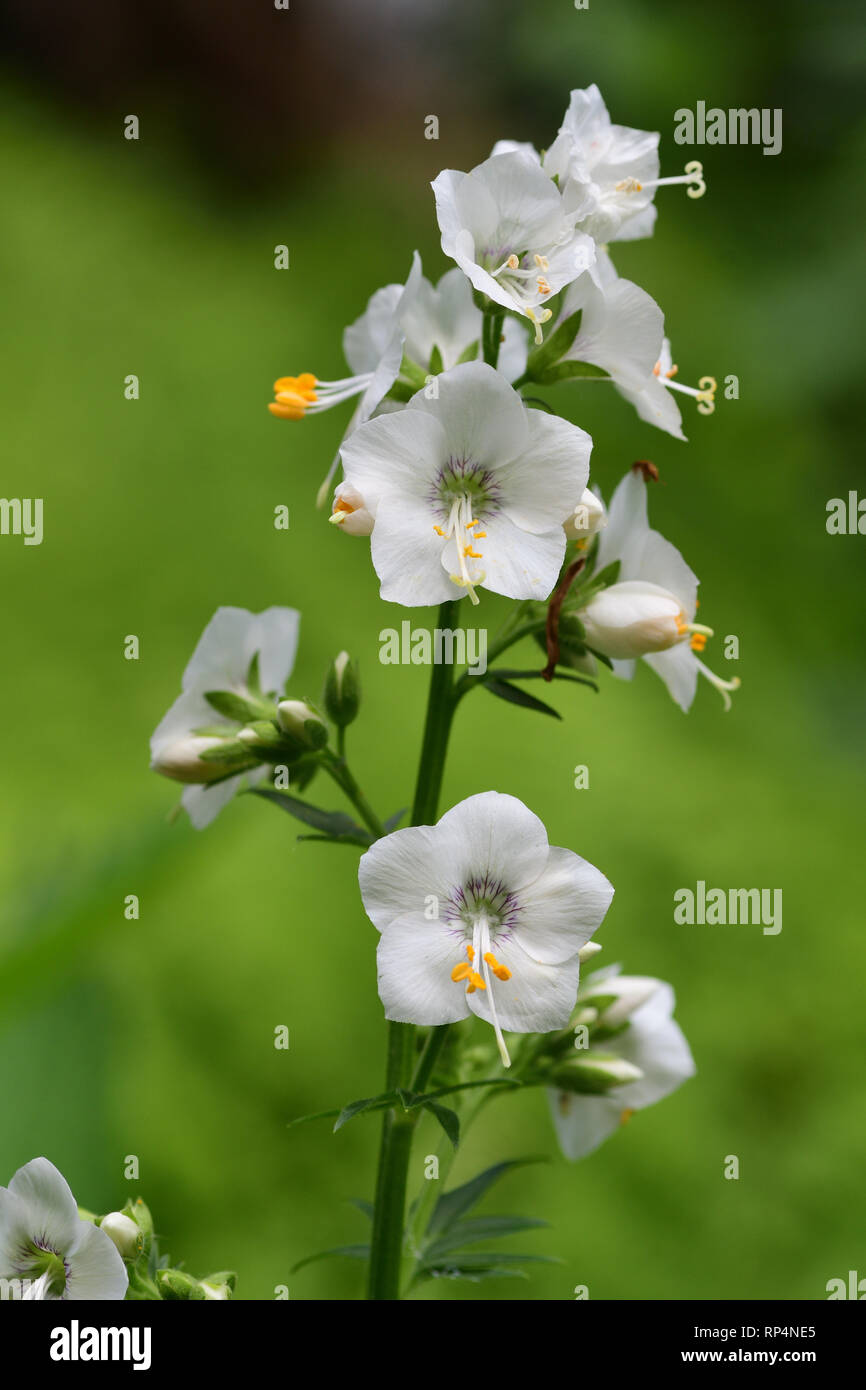 Close up of a polemonium caeruleum flower in bloom with a green ...