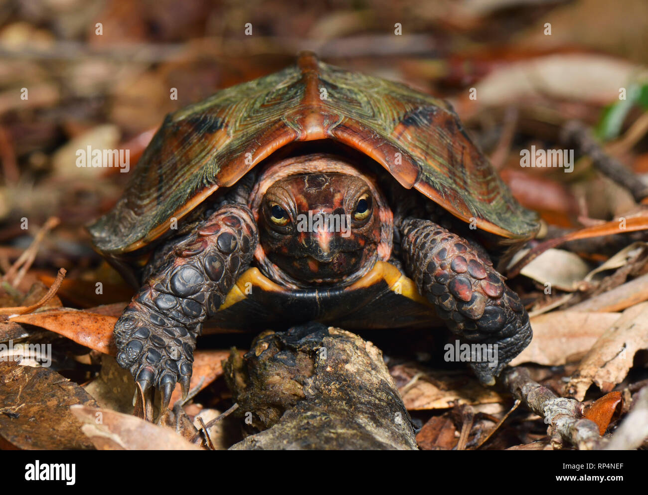 Japanese herps hi-res stock photography and images - Alamy