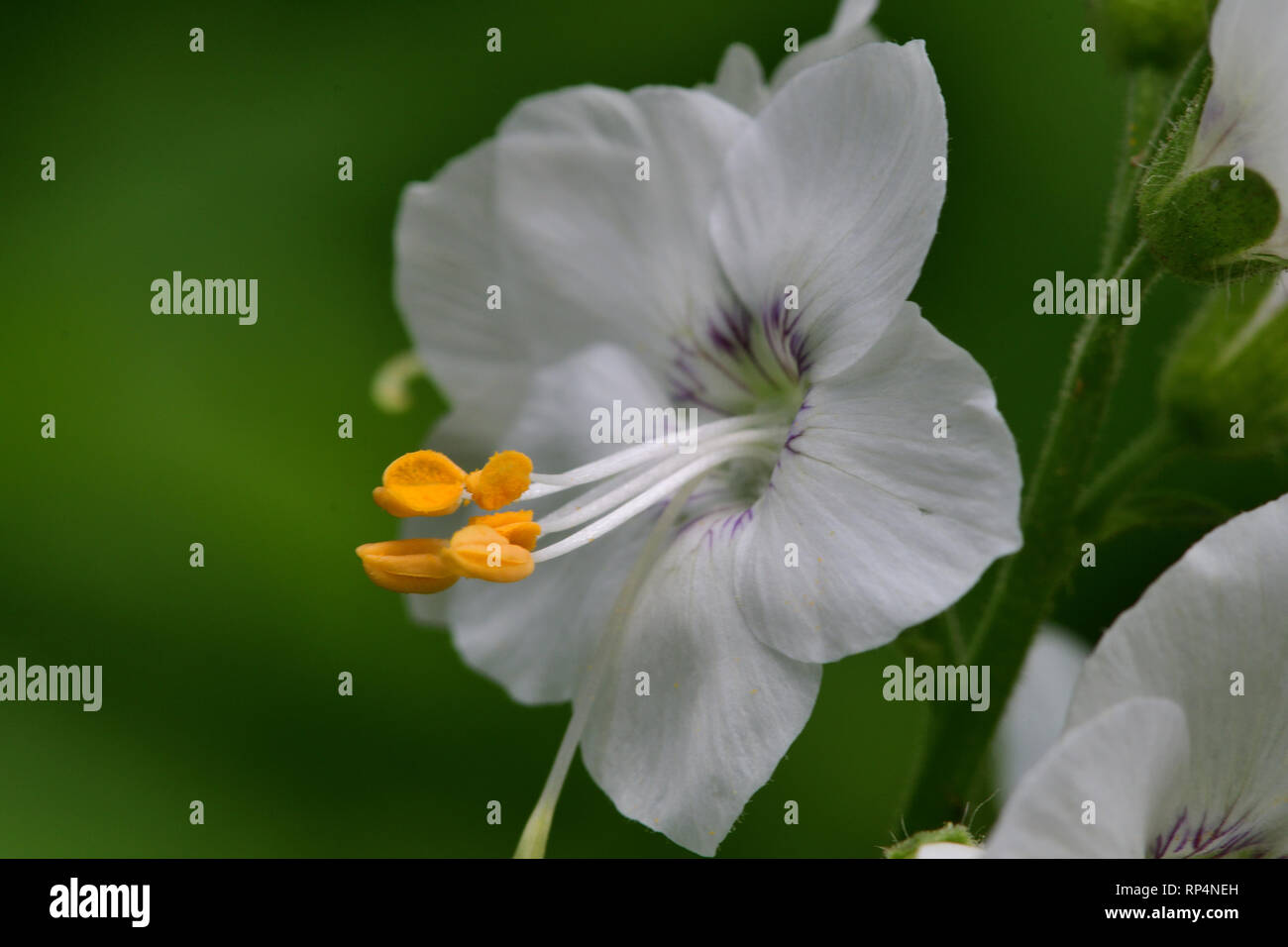 Jacobs Ladder Flower High Resolution Stock Photography and Images - Alamy