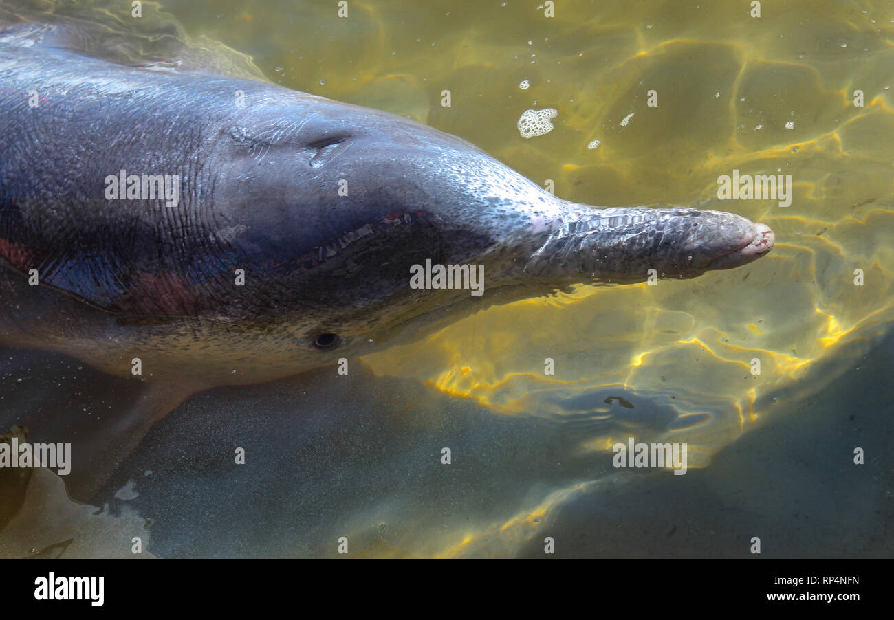 Dolphin eating fish hi-res stock photography and images - Alamy