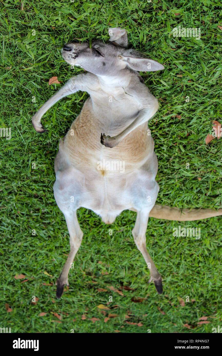 Upside Down Animals Funny