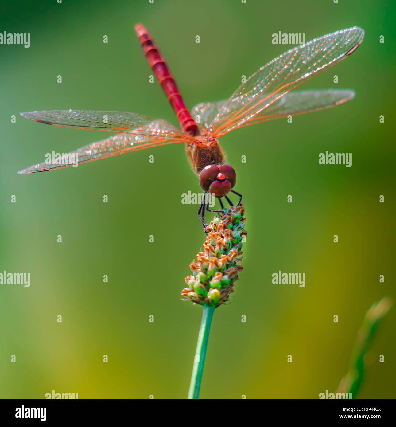 Flying dragon plant hi-res stock photography and images - Alamy