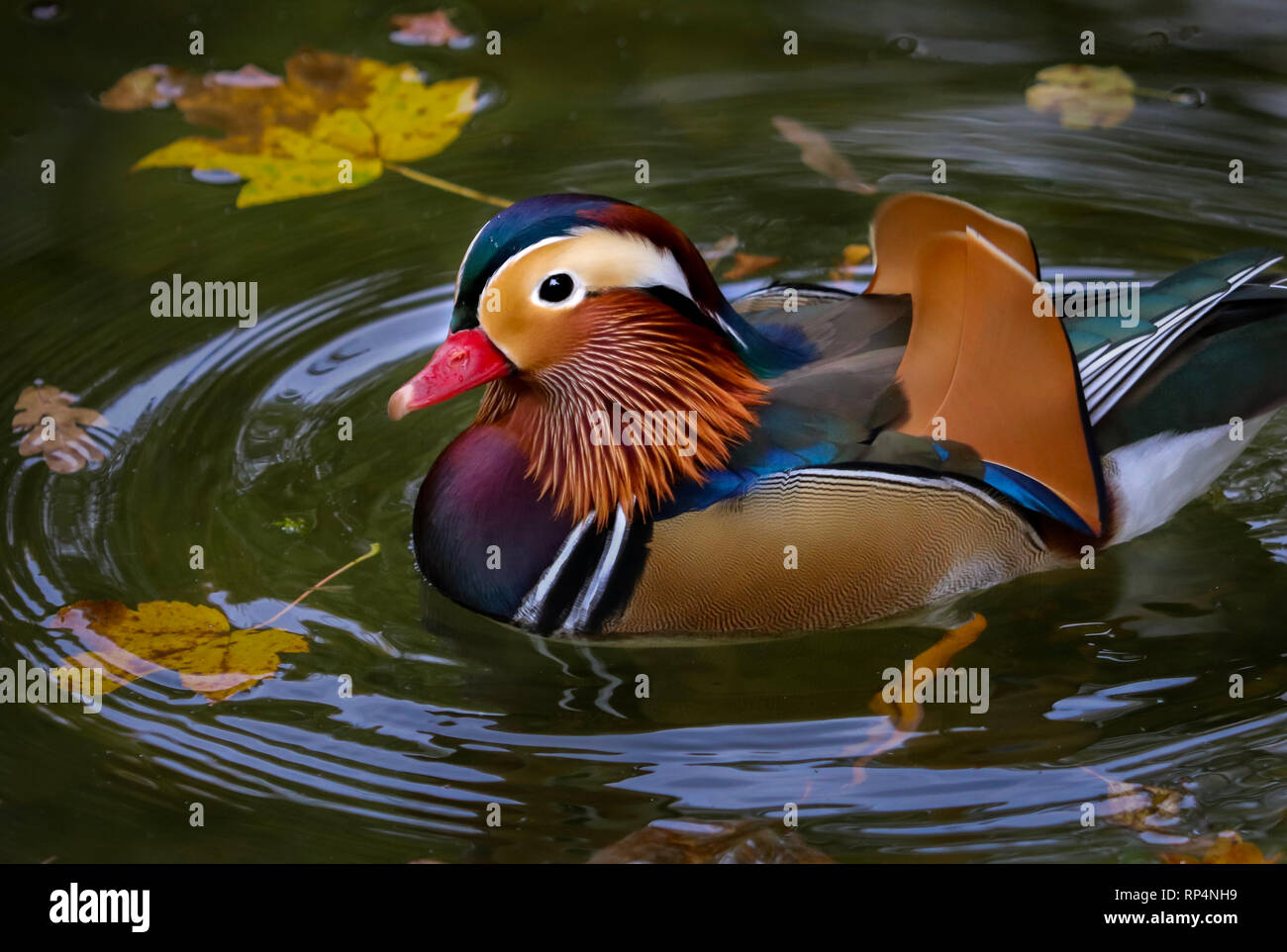 Mandarin duck swimming on lake hi-res stock photography and images - Alamy
