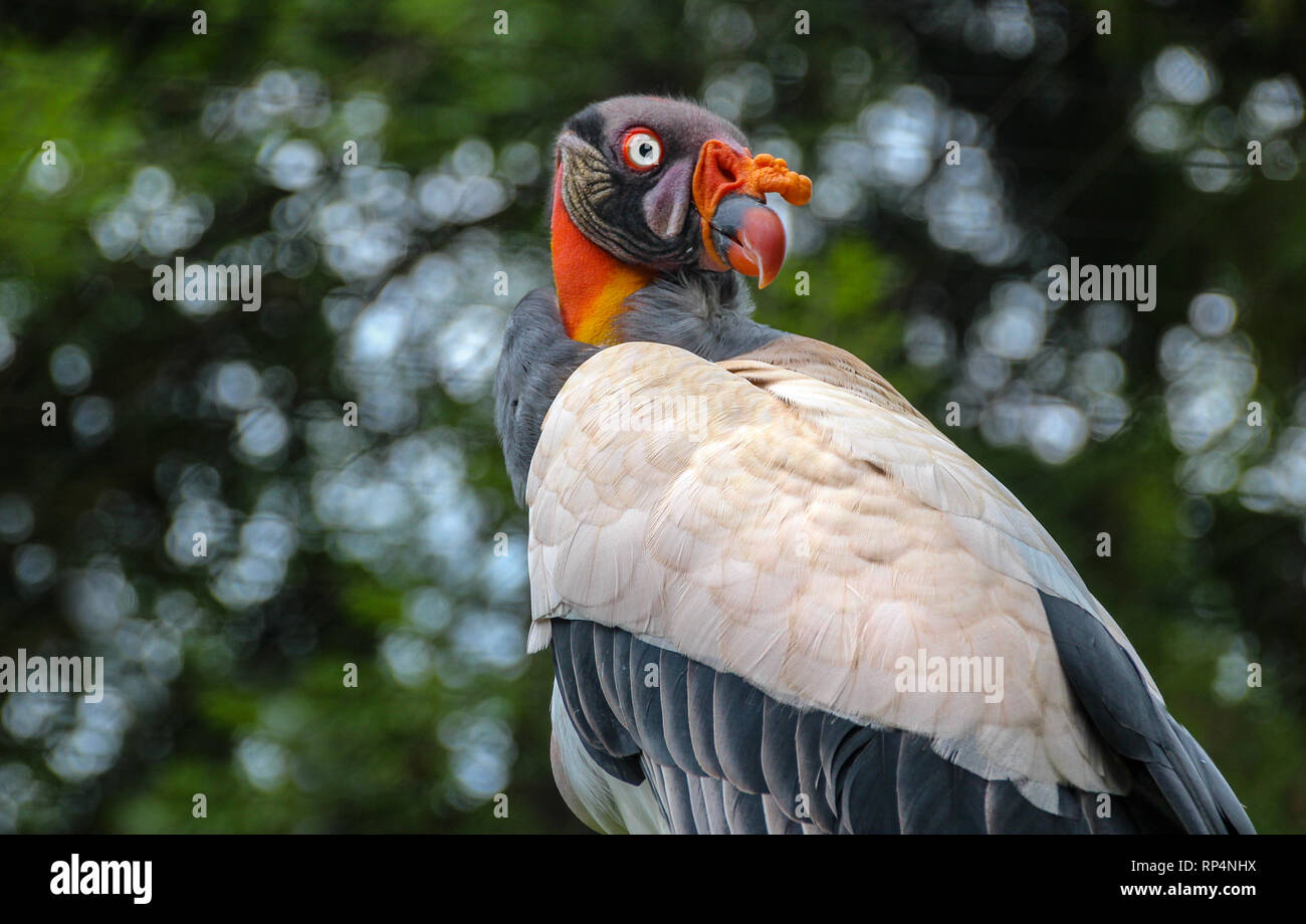 king vulture looking back portrait with colorful face Stock Photo - Alamy