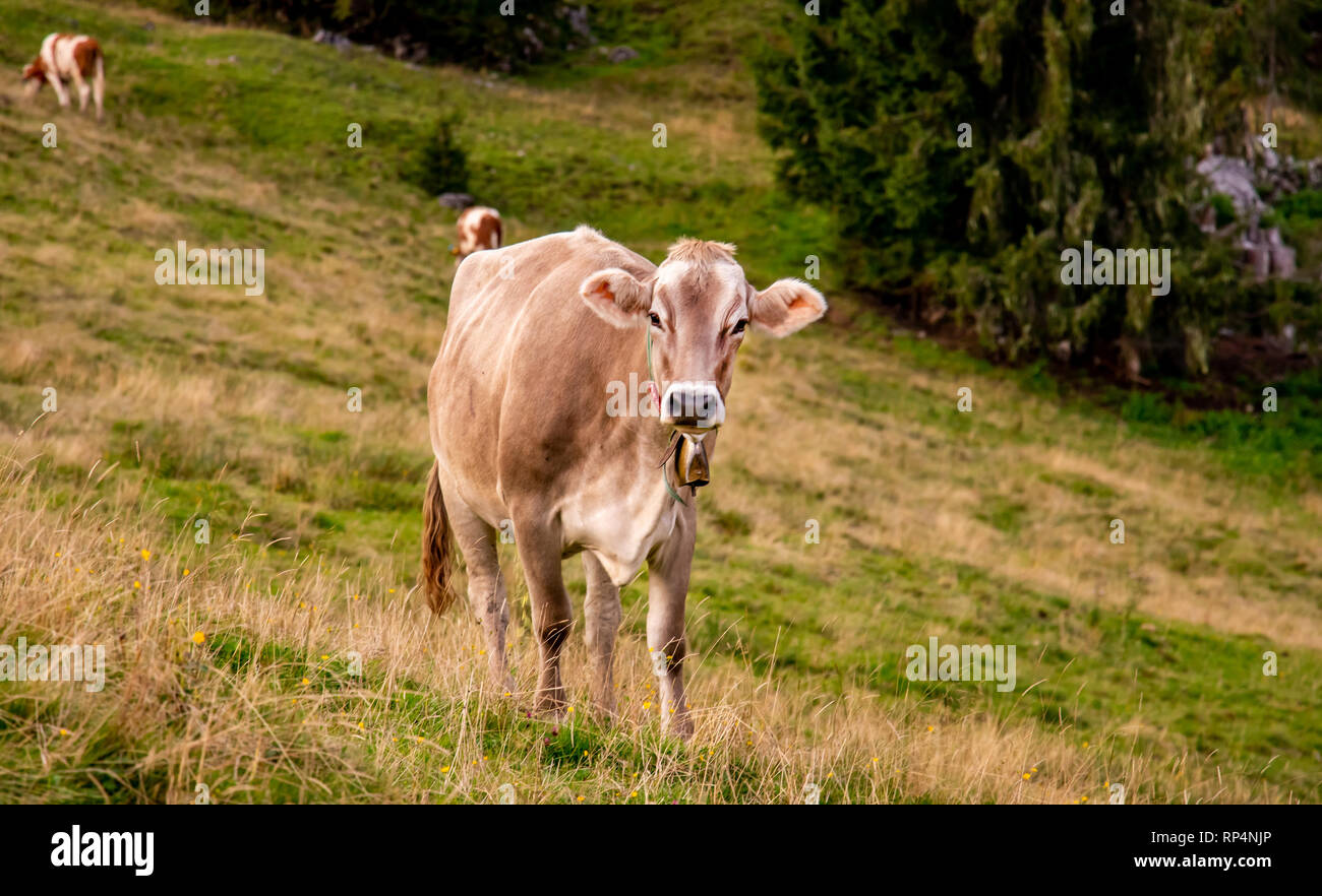 brown cow with cowbell on bavarian alpine field, travel chiemgau reit ...