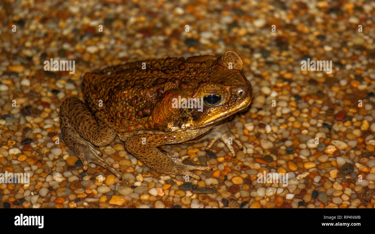 aga toad portrait, the australian plague amphibian Stock Photo - Alamy