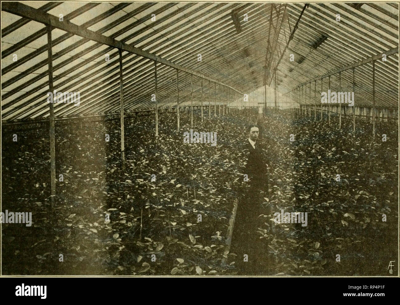 . The American florist : a weekly journal for the trade. Floriculture ...